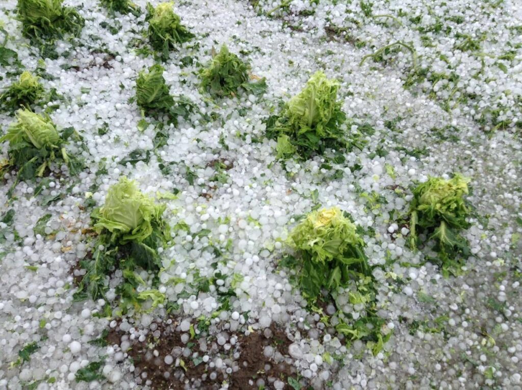 Jak uratować zbiory po gradobicie. Wskazówki od ogrodników - Słowo